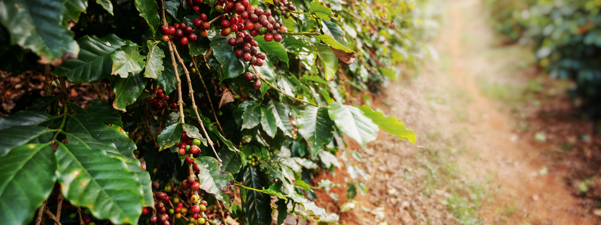 The Roasting Process